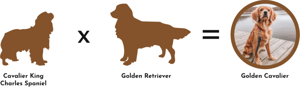 Home - Golden Cavaliers